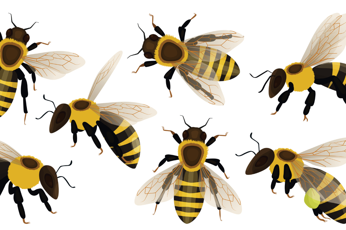 Bee vaccine granted conditional license by USDA