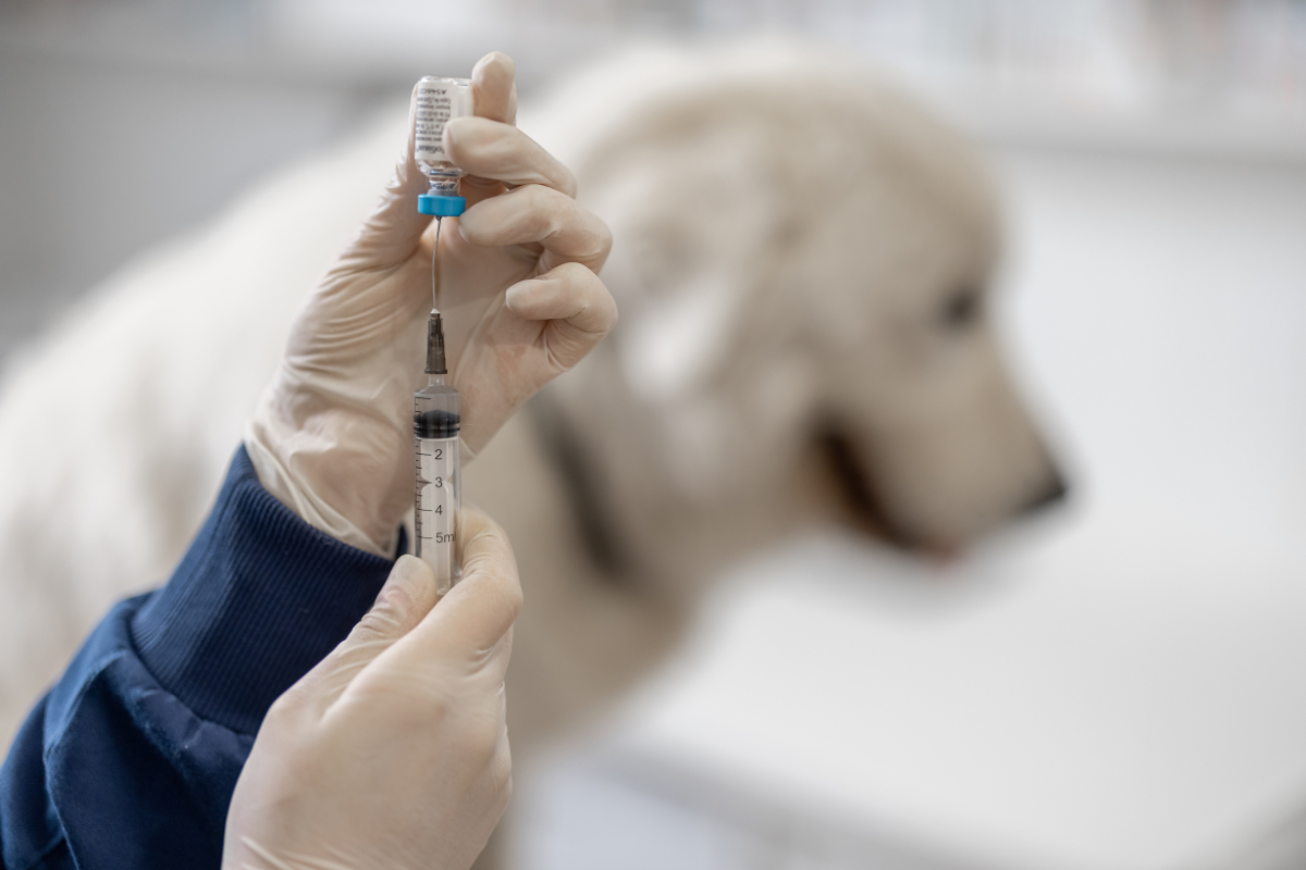 Reaching 2030 rabies goals requires vaccination