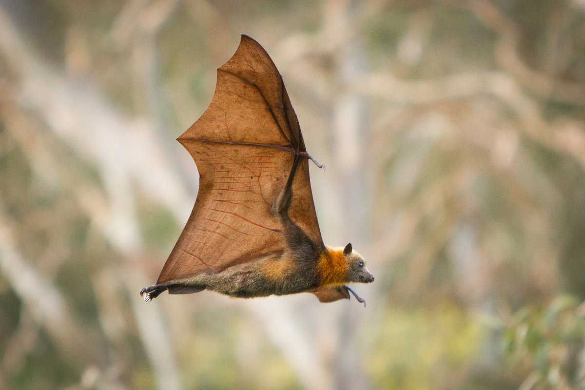Nationwide survey finds Nipah virus in Indian bats