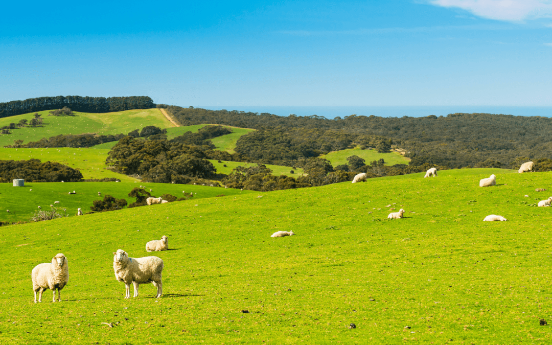 BTV 3 vaccine authorised for emergency use in Netherlands