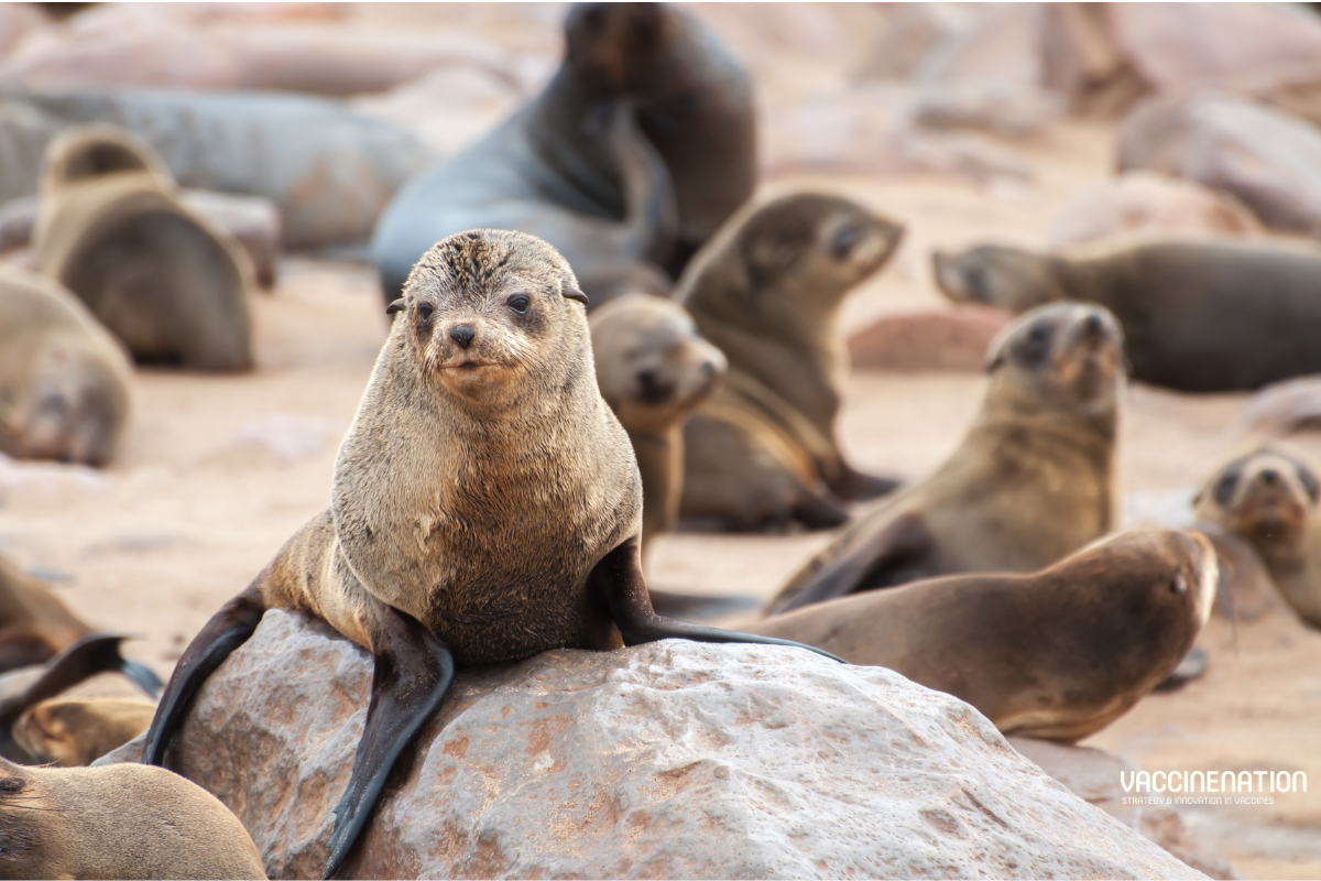 Cape Town considers seal vaccination amid rabies concern