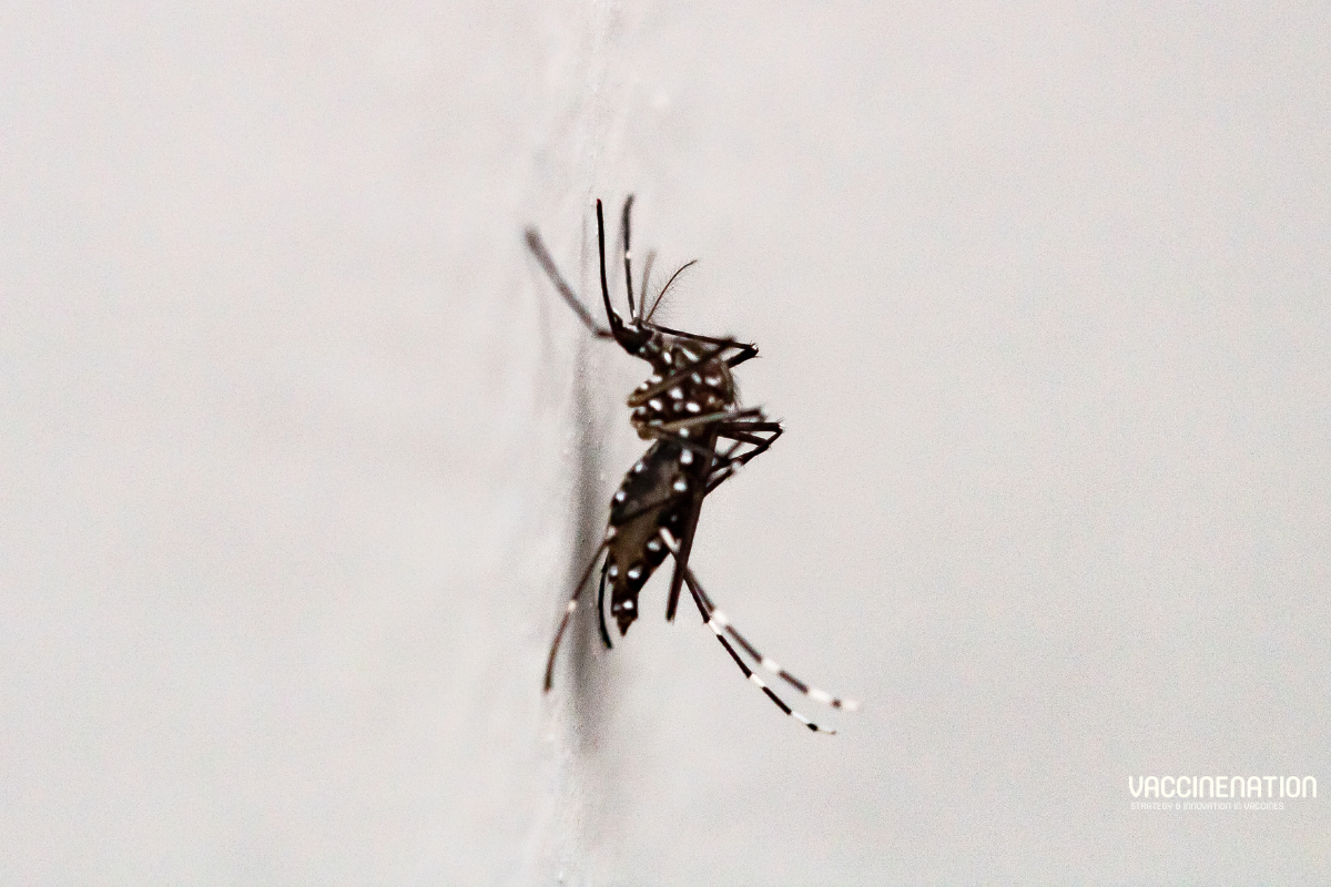 WHO launches SPRP for Aedes-borne arboviruses